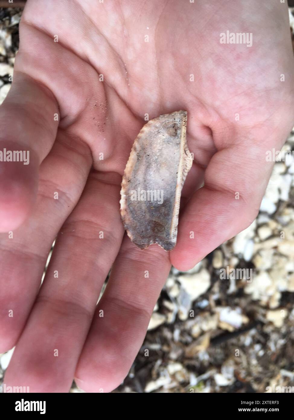 Turkey Wing (Arca zebra) Mollusca Stock Photo - Alamy