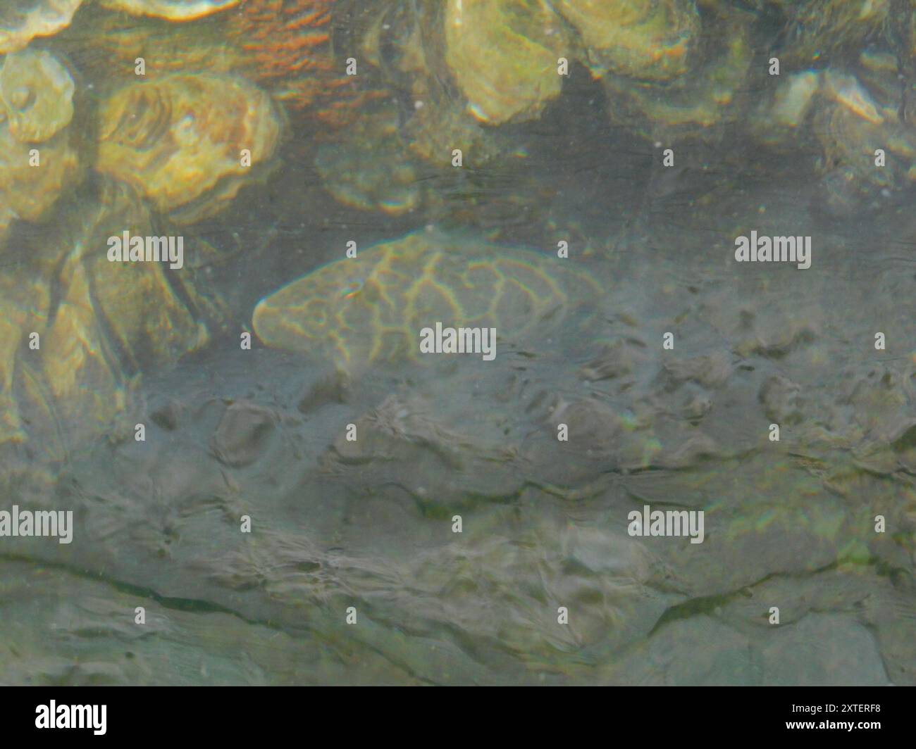 Checkered Puffer (Sphoeroides testudineus) Actinopterygii Stock Photo ...