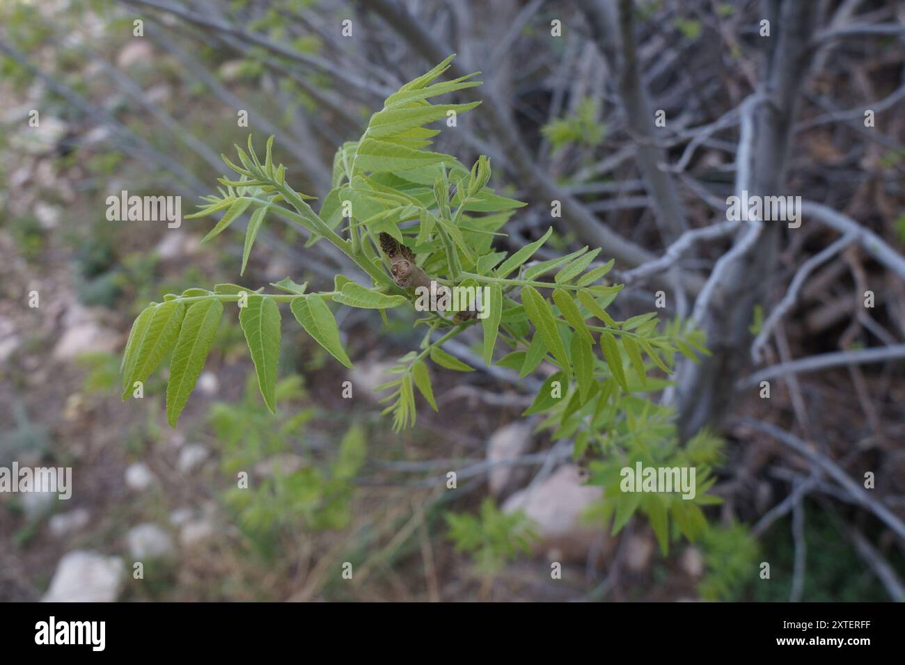 Little Walnut (Juglans microcarpa) Plantae Stock Photo - Alamy