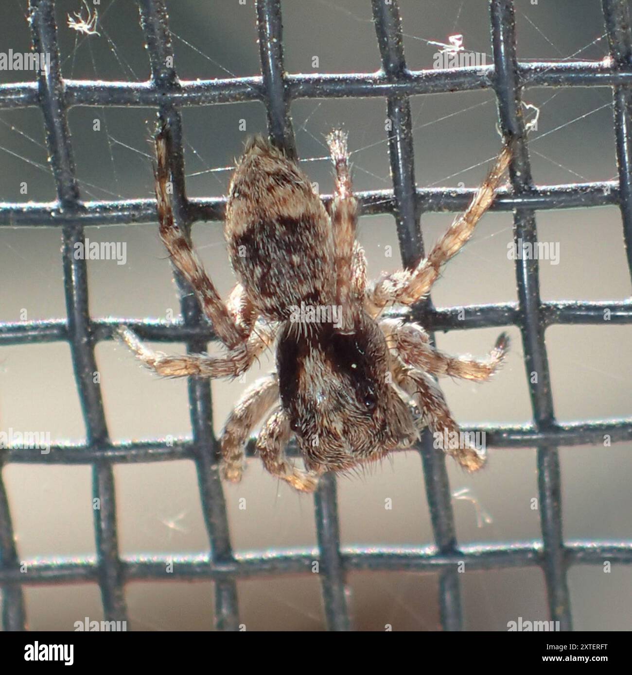 Asiatic Wall Jumping Spider (Attulus fasciger) Arachnida Stock Photo ...