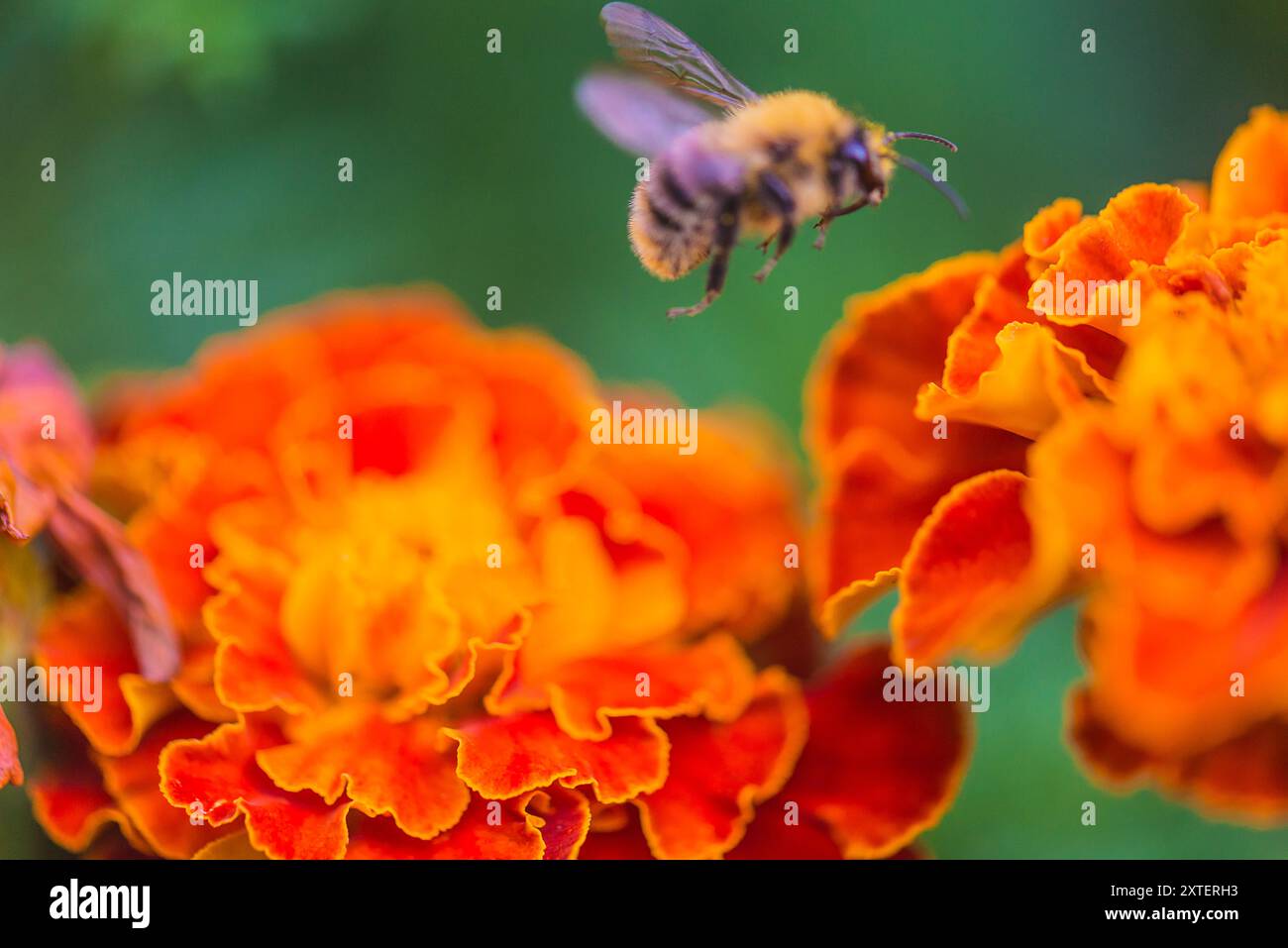 Honey bee and marigold close up Stock Photo - Alamy