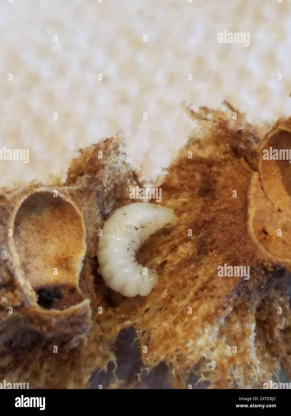 Spongy Oak Apple Gall Wasp (Amphibolips confluenta) Insecta Stock Photo ...