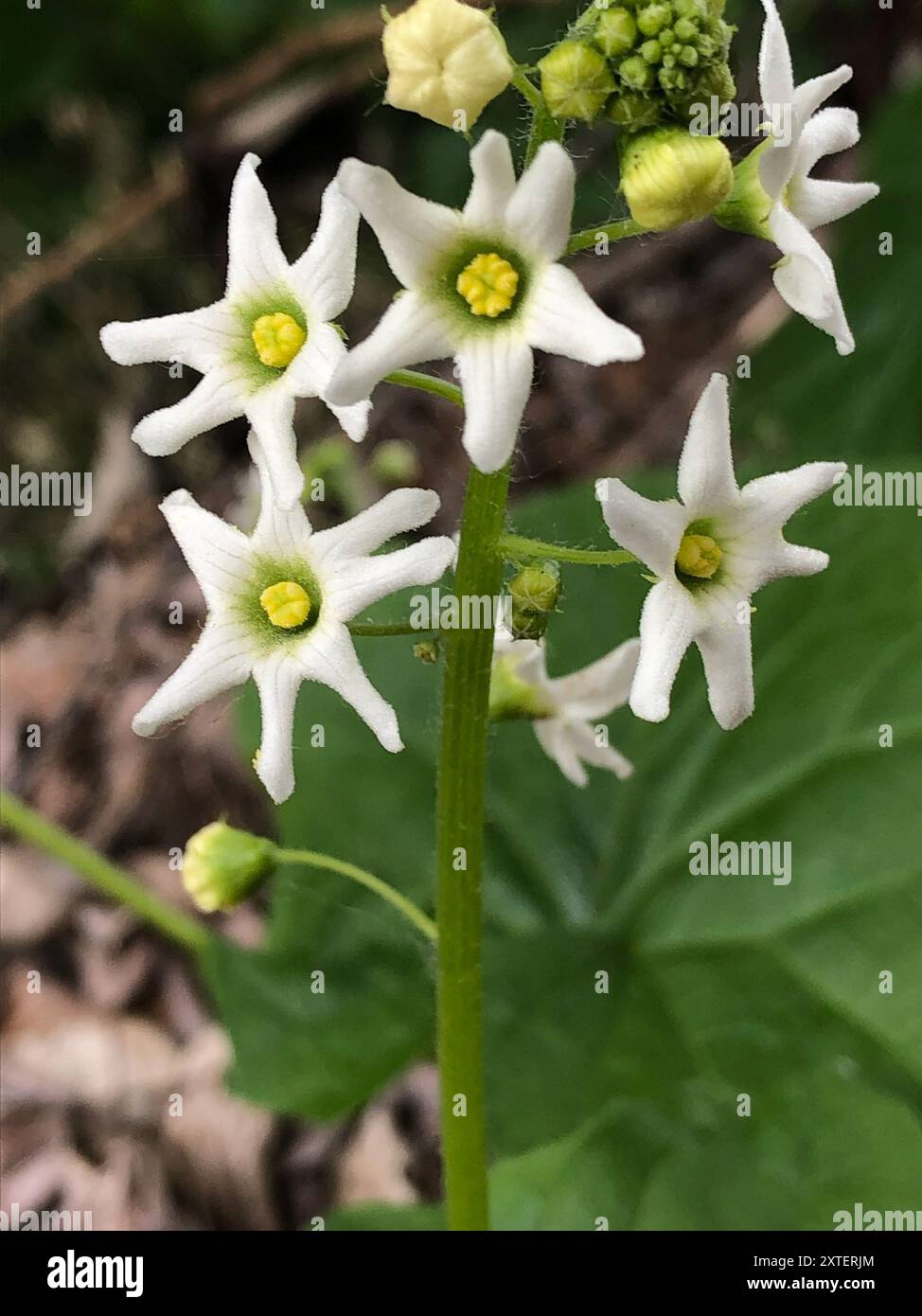 coastal manroot (Marah oregana) Plantae Stock Photo - Alamy