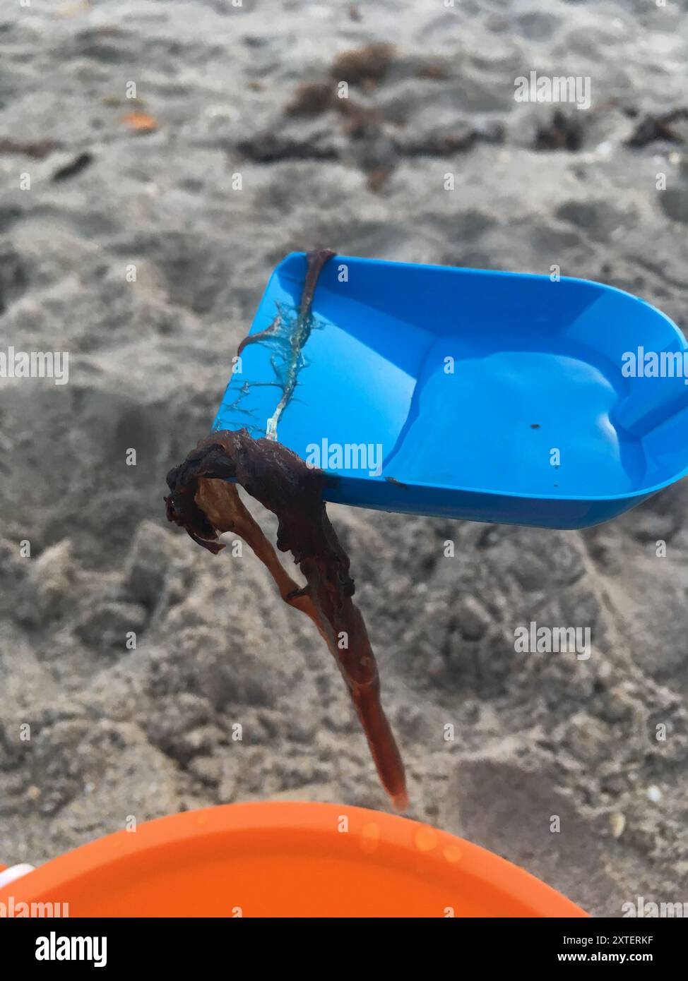 red algae (Rhodophyta) Plantae Stock Photo - Alamy