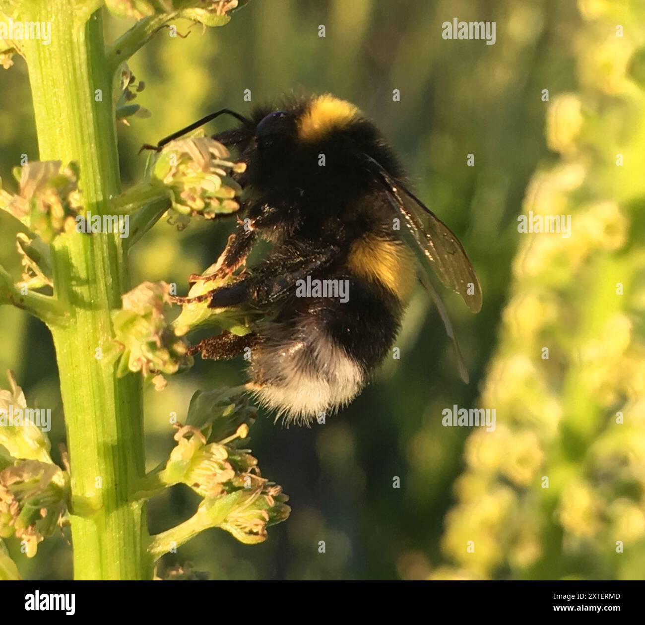 White-tailed Bumble Bee (Bombus lucorum) Insecta Stock Photo - Alamy