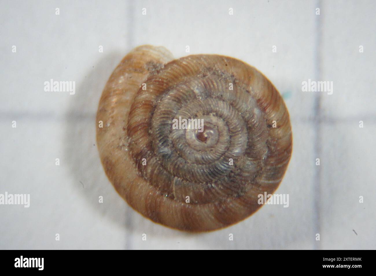 Rounded Snail (Gonyodiscus rotundatus) Mollusca Stock Photo - Alamy