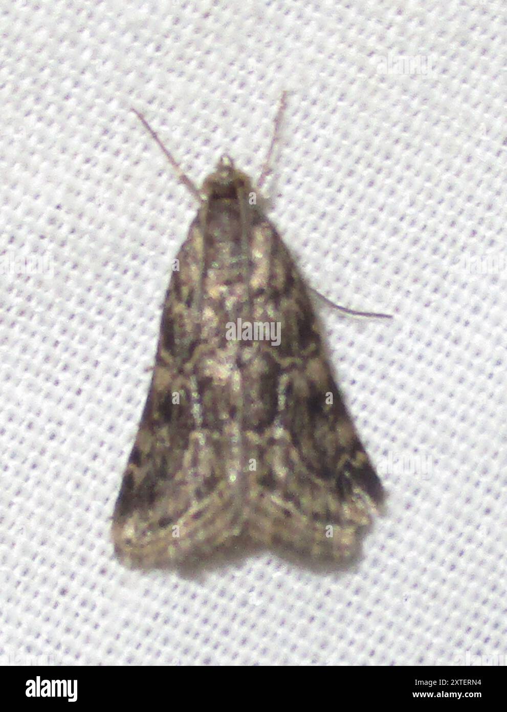 Old World Webworm (Hellula undalis) Insecta Stock Photo - Alamy