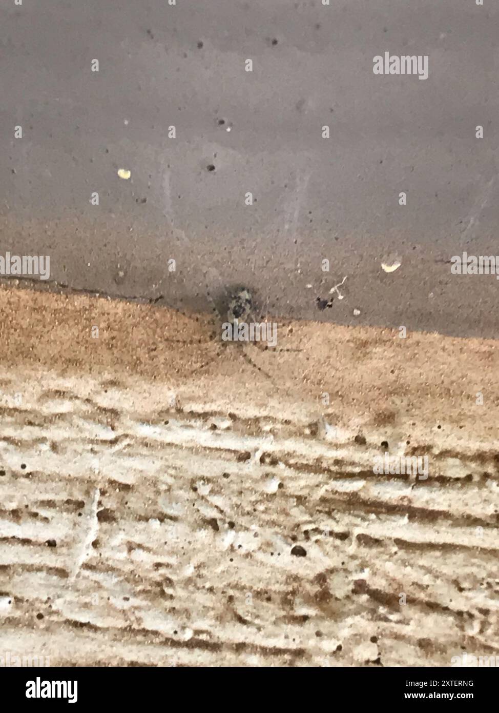 Wall Spiders (Oecobius) Arachnida Stock Photo - Alamy