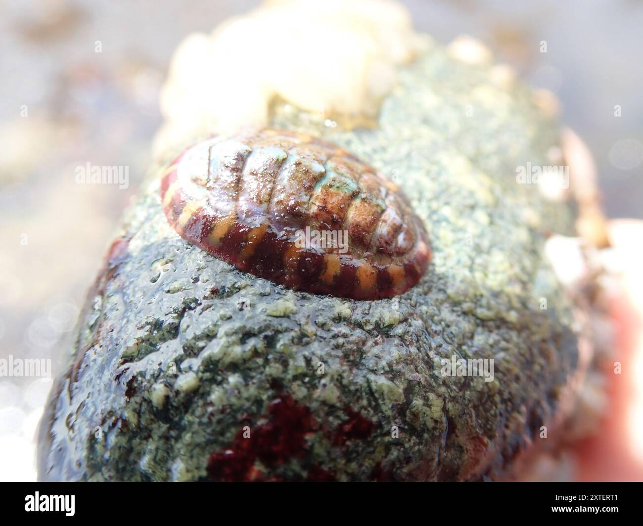 Chitons (Polyplacophora) Mollusca Stock Photo - Alamy