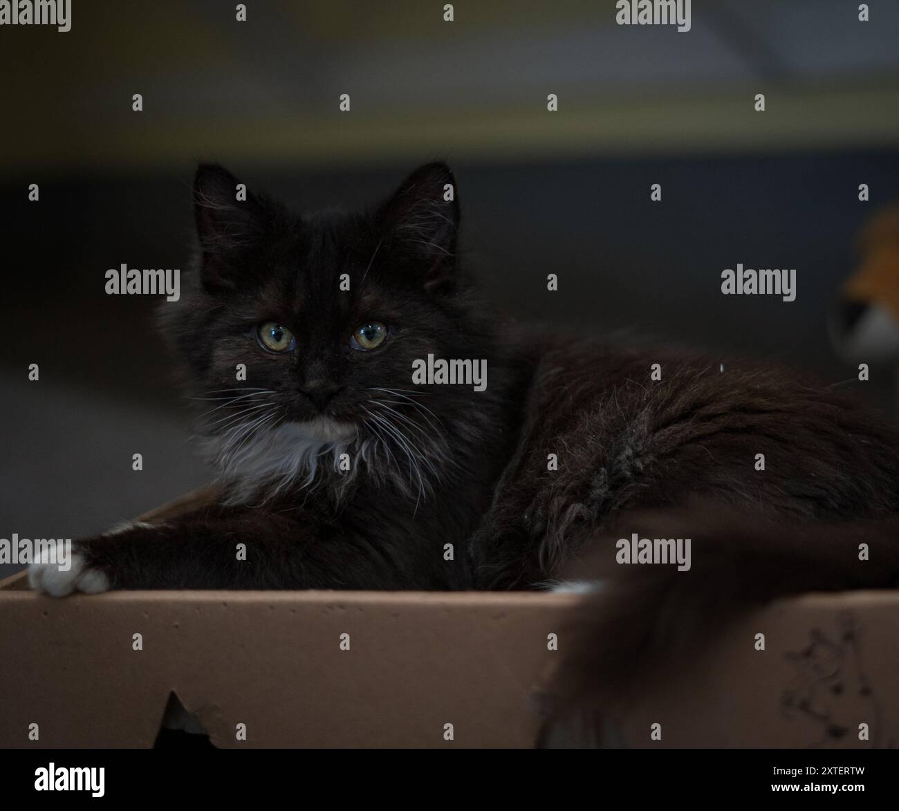 Cat looking into lens hi-res stock photography and images - Alamy