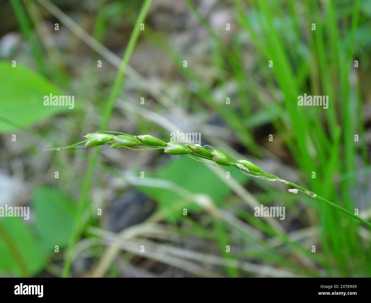 White-grained Mountain-ricegrass (Oryzopsis asperifolia) Plantae Stock ...