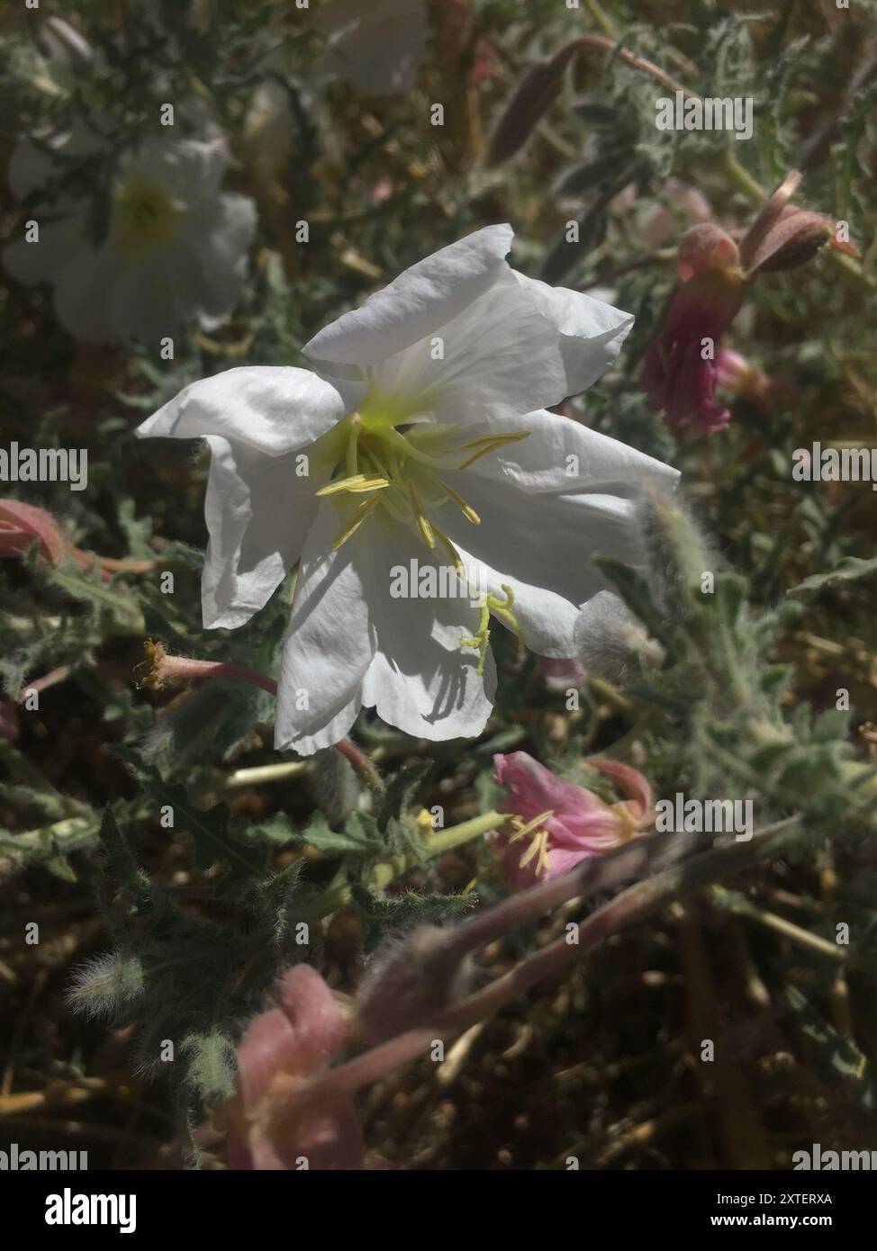 Pale Evening Primrose (Oenothera pallida) Plantae Stock Photo - Alamy