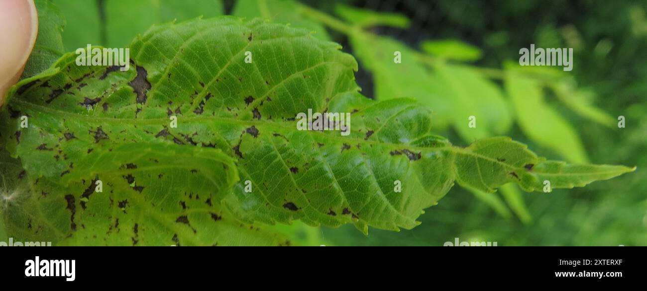 (Mycosphaerella juglandis) Fungi Stock Photo - Alamy
