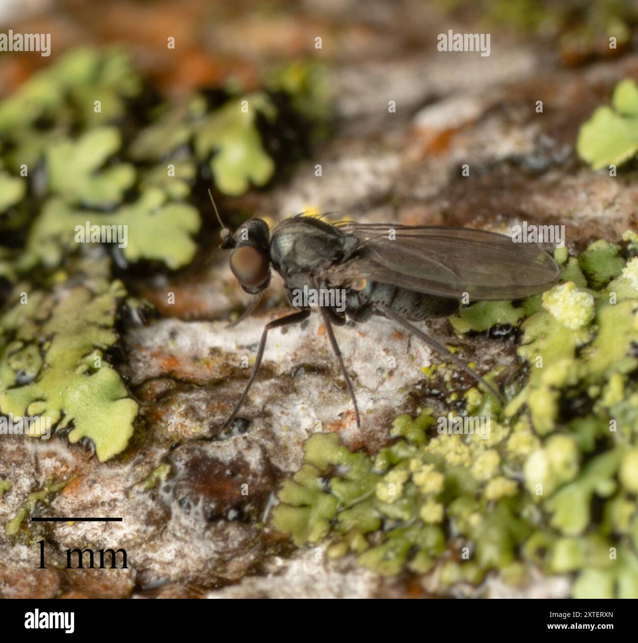 Woodpecker Flies (Medetera) Insecta Stock Photo - Alamy