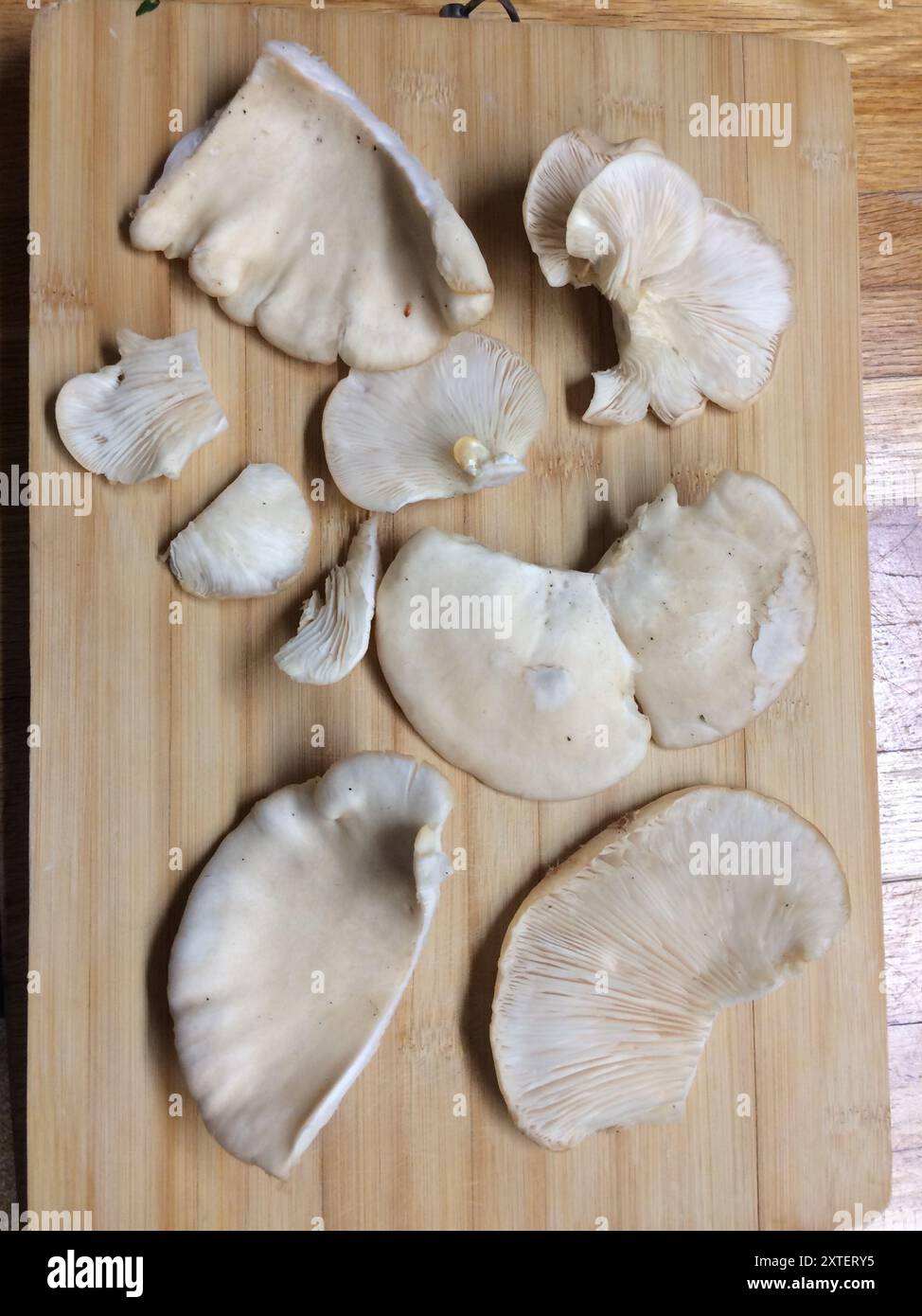 aspen oyster mushroom (Pleurotus populinus) Fungi Stock Photo - Alamy