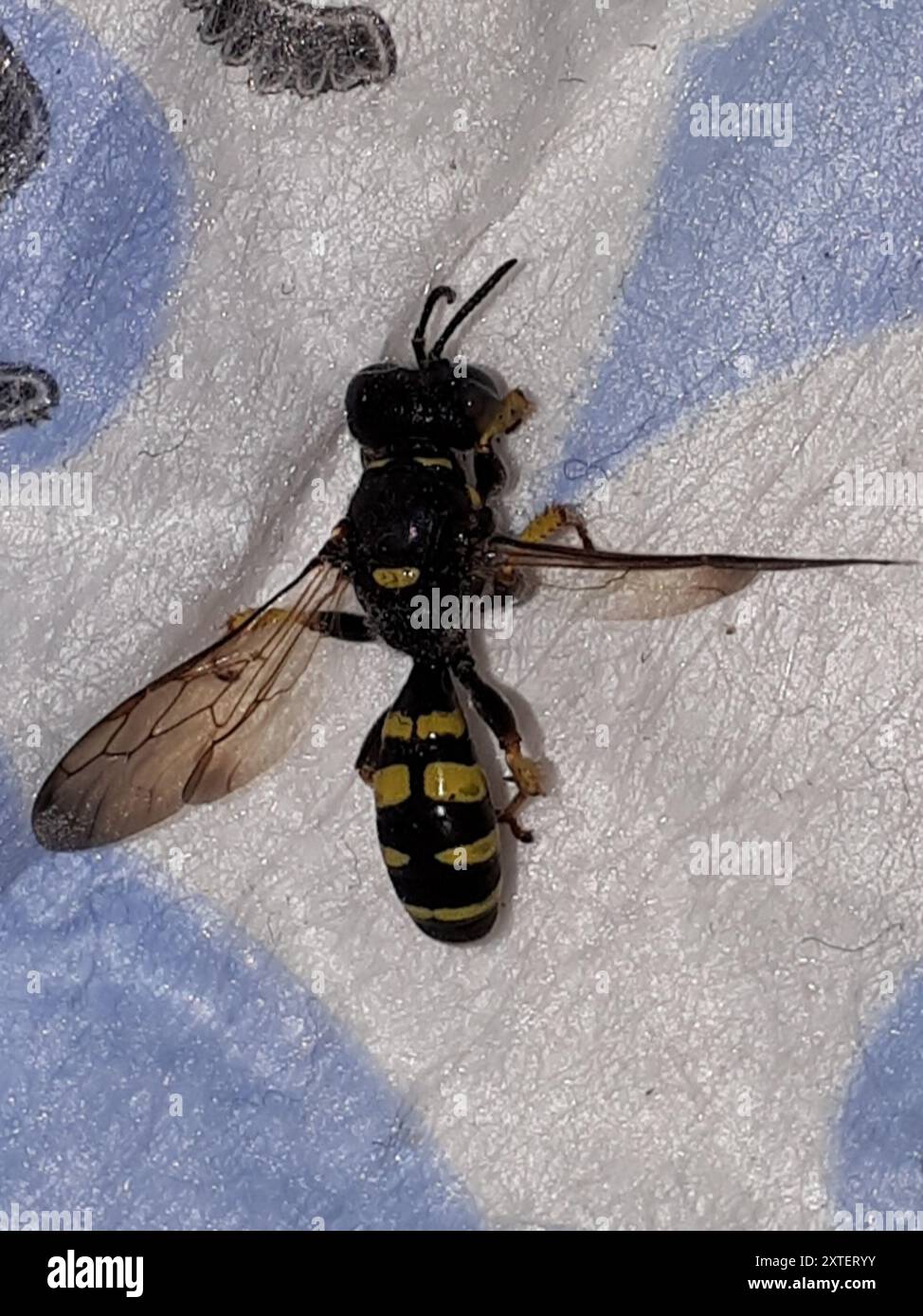 Square-headed Wasps, Sand Wasps, and Allies (Crabronidae) Insecta Stock ...