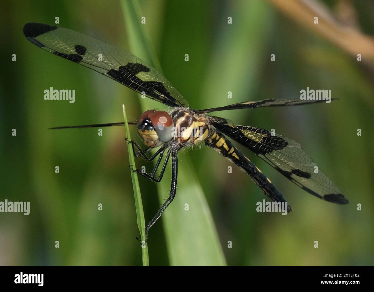 Banded Pennant (Celithemis fasciata) Insecta Stock Photo - Alamy