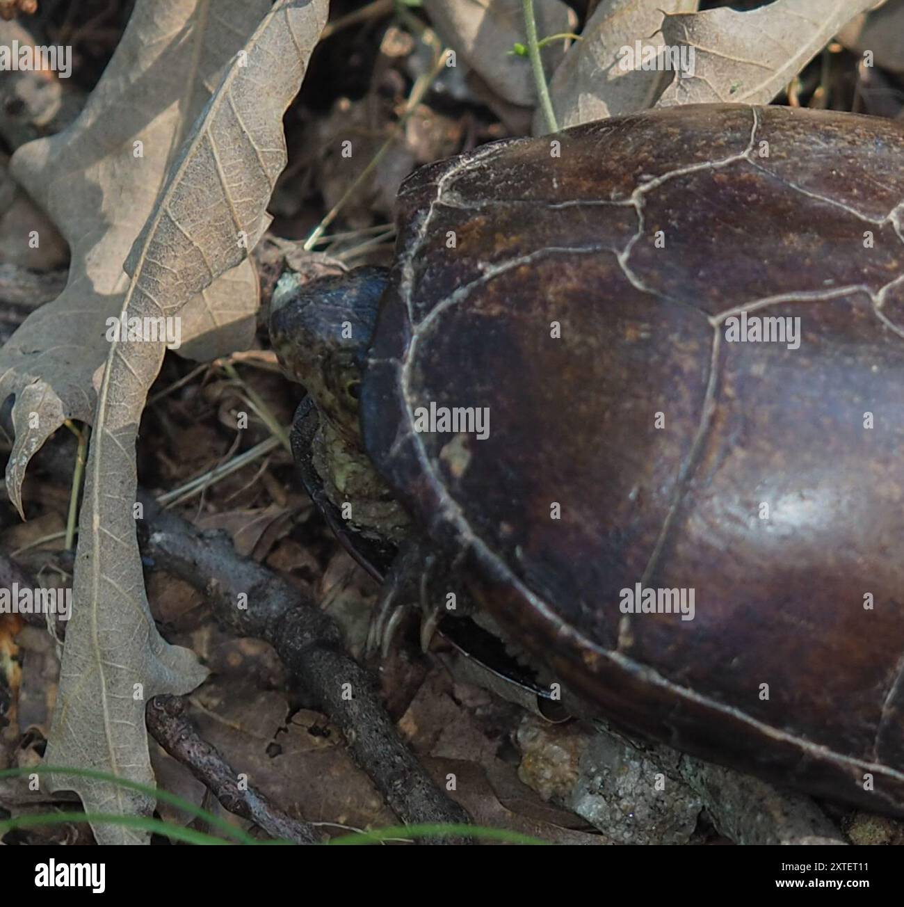 Southeastern Mud Turtle (Kinosternon subrubrum subrubrum) Reptilia ...