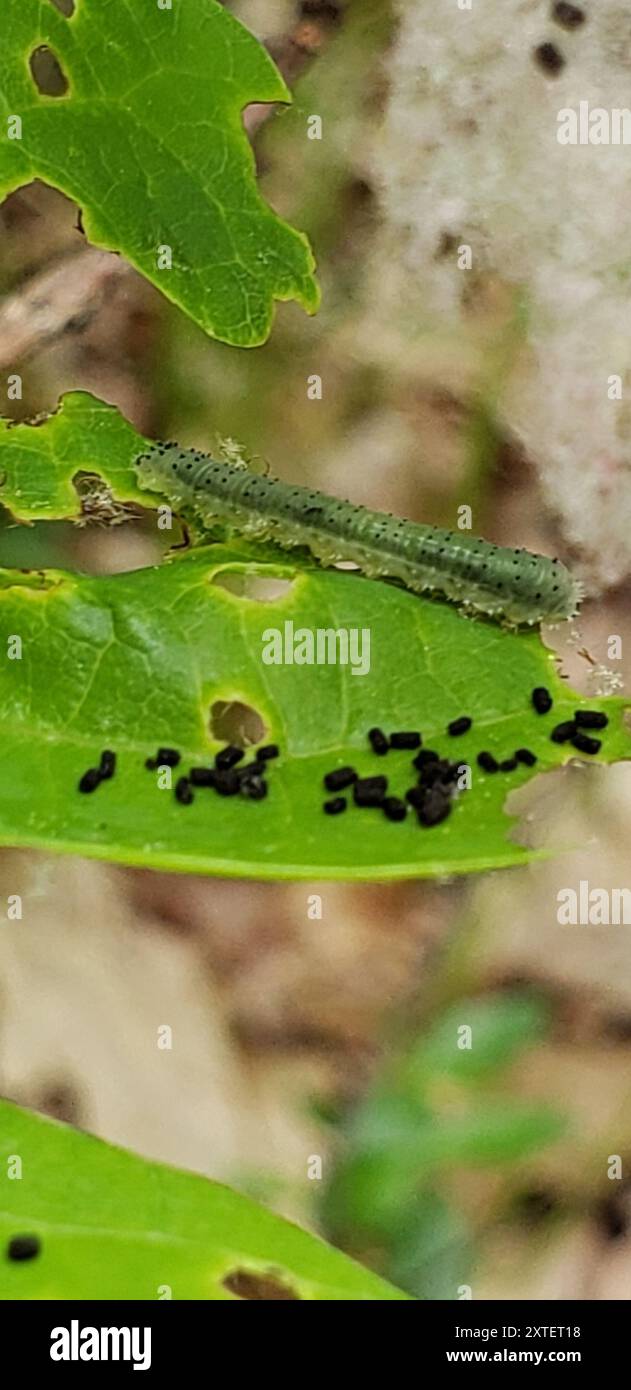 Sawflies, Horntails, and Wood Wasps (Symphyta) Insecta Stock Photo - Alamy