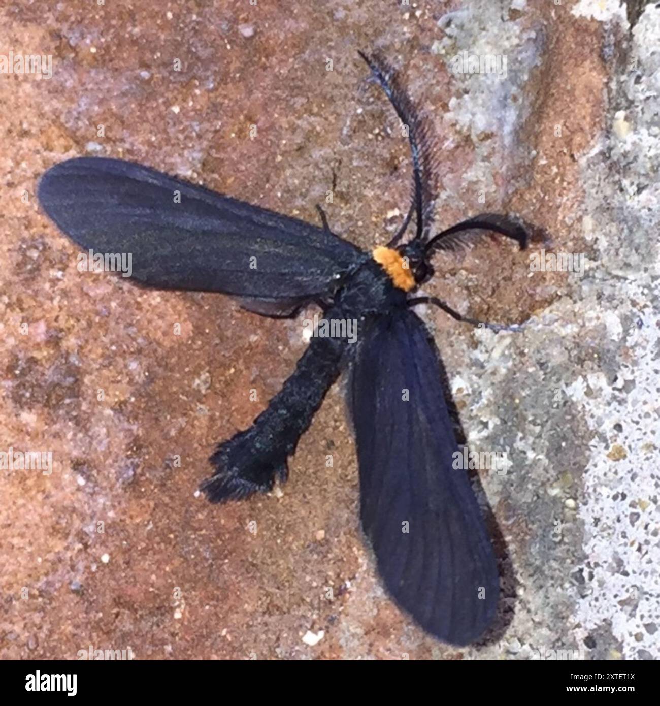 Grapeleaf Skeletonizer Moth (Harrisina americana) Insecta Stock Photo ...