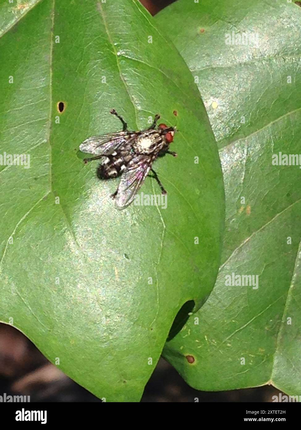 Common Flesh Flies (Sarcophaga) Insecta Stock Photo - Alamy