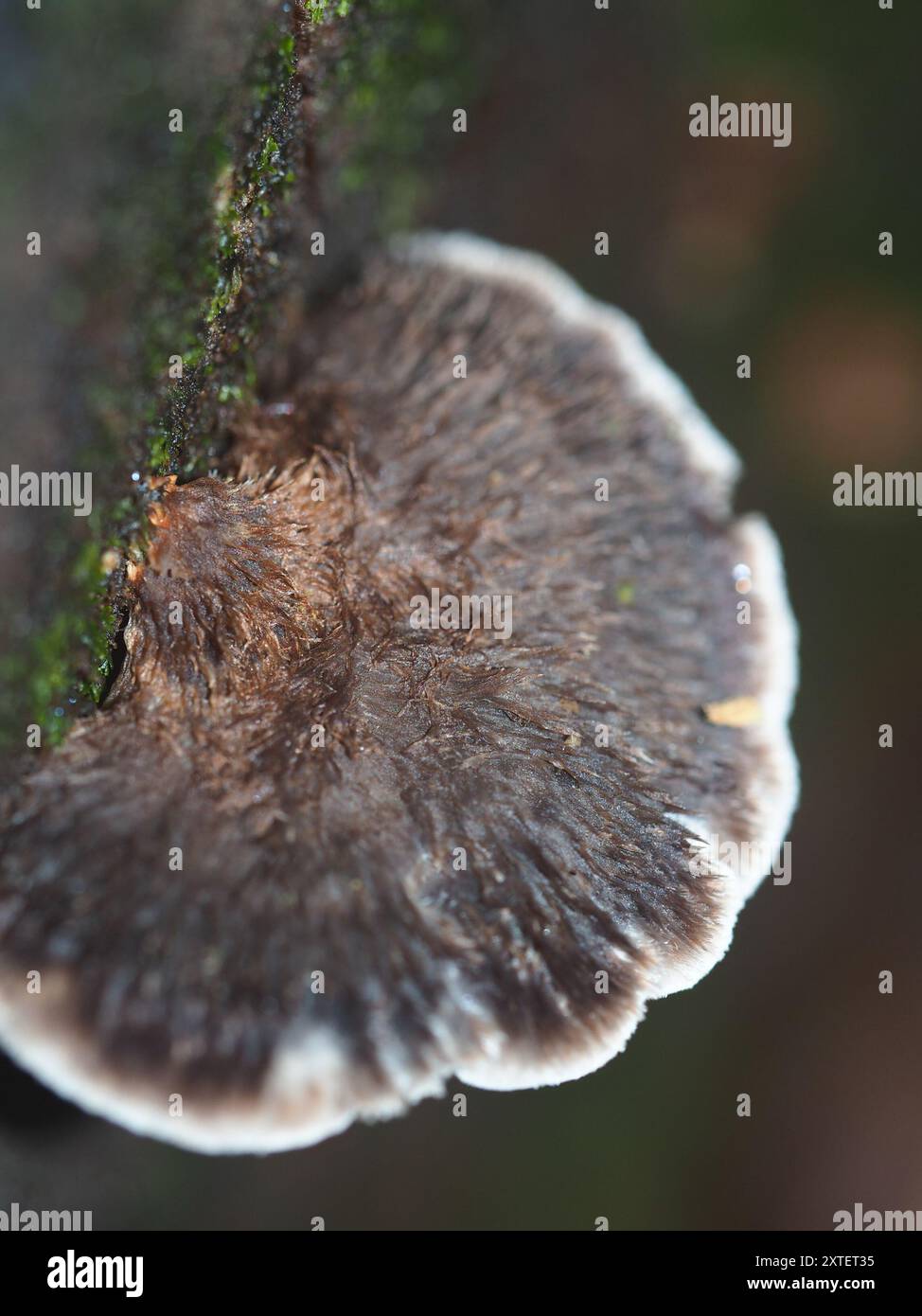 shelf fungi (Polyporales) Fungi Stock Photo - Alamy