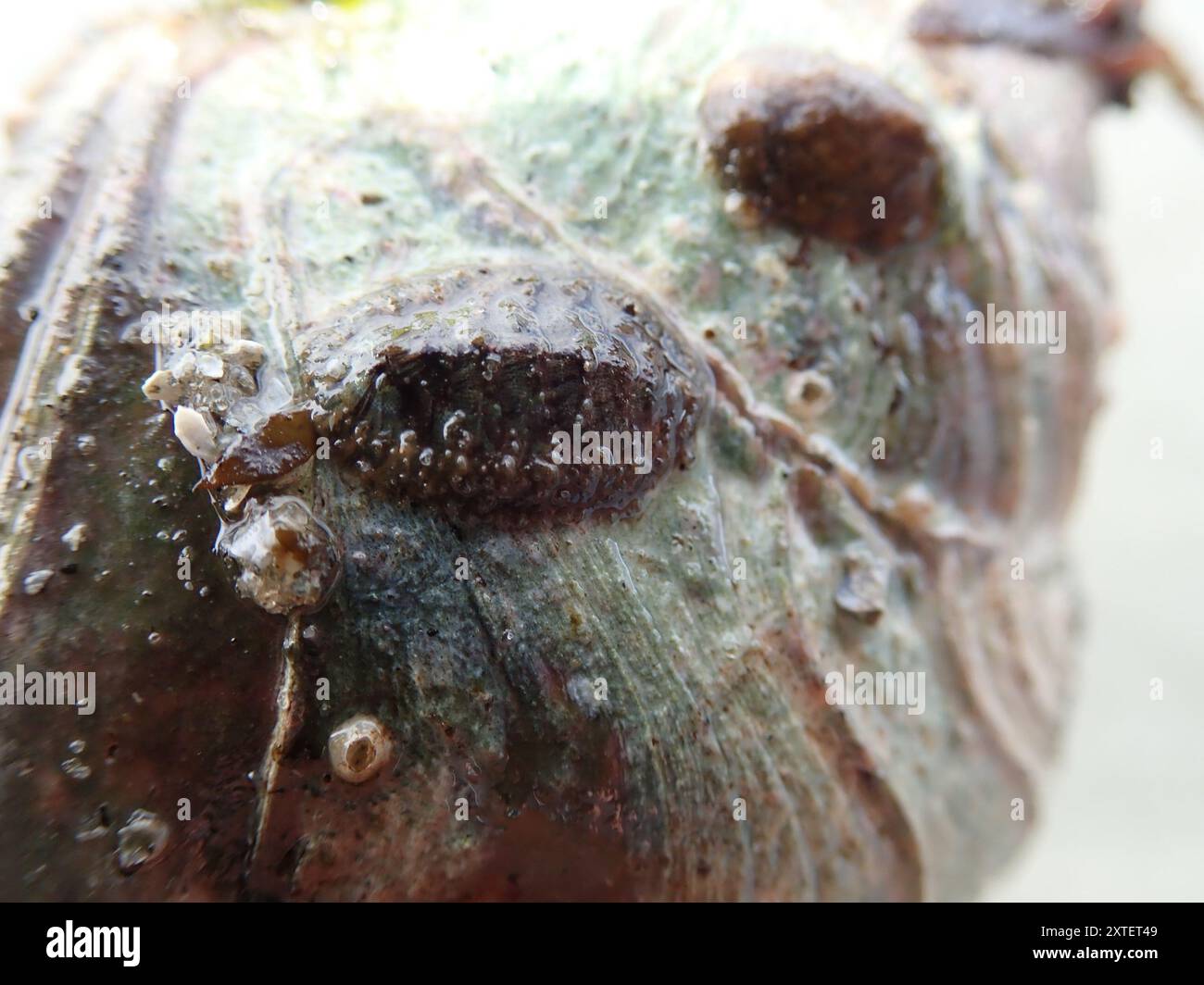 Chitons (Polyplacophora) Mollusca Stock Photo - Alamy