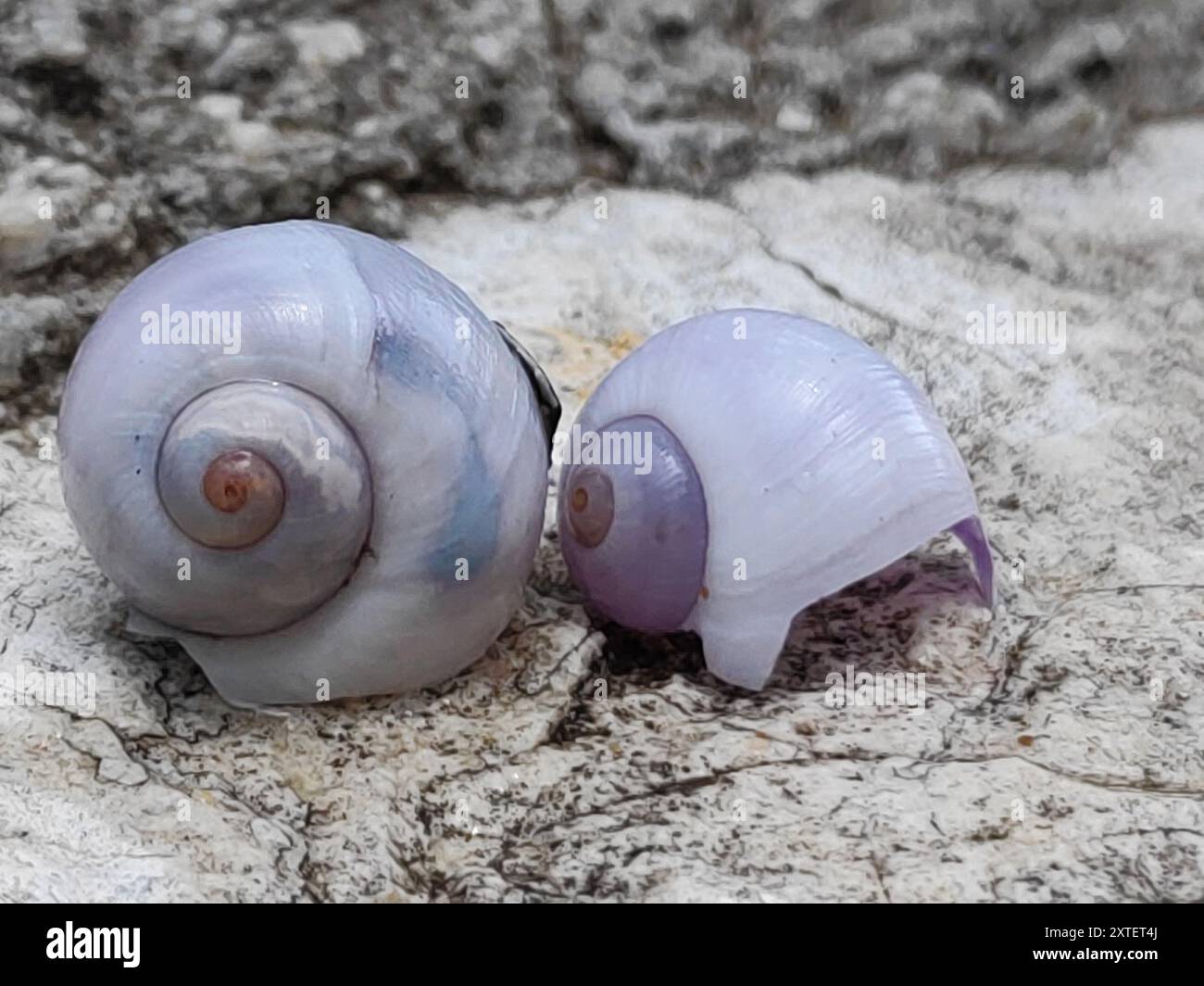 Violet Snails (Janthina) Mollusca Stock Photo - Alamy
