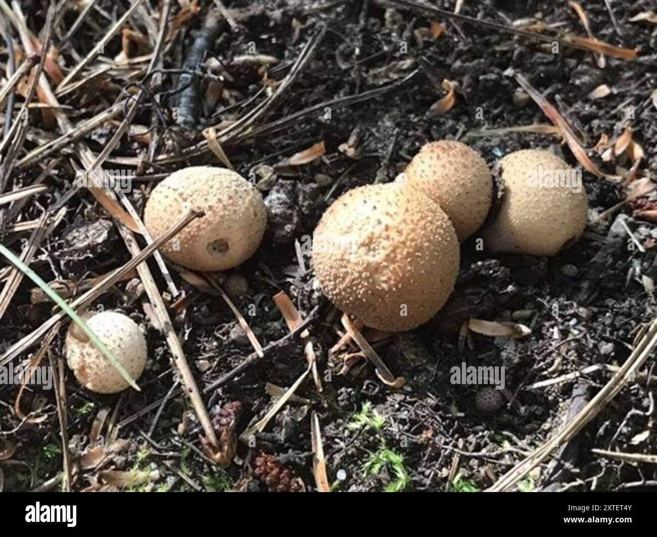 common earthball (Scleroderma citrinum) Fungi Stock Photo - Alamy