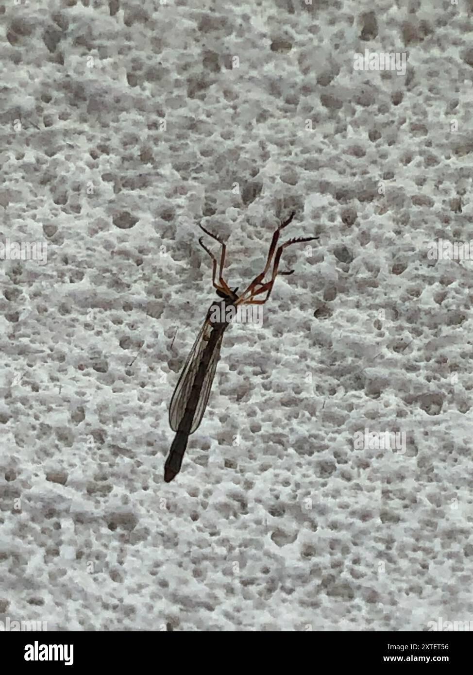 Slender Robberflies (Leptogaster) Insecta Stock Photo - Alamy