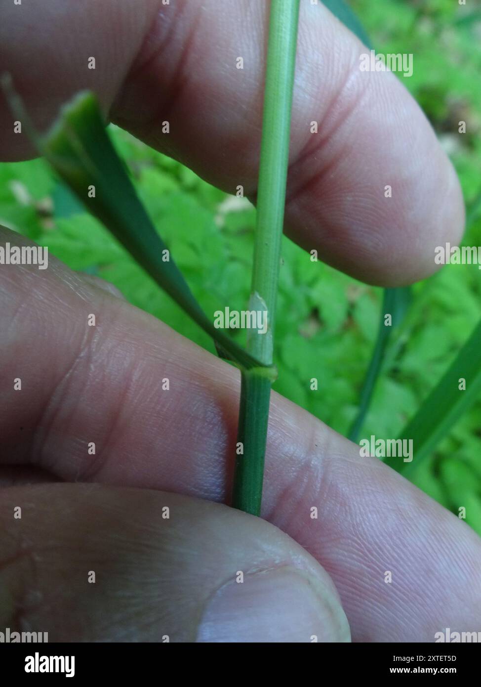 Wood Millet (Milium effusum) Plantae Stock Photo - Alamy
