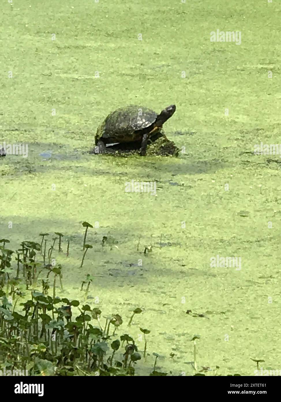 Yellow-bellied Slider (Trachemys scripta scripta) Reptilia Stock Photo ...