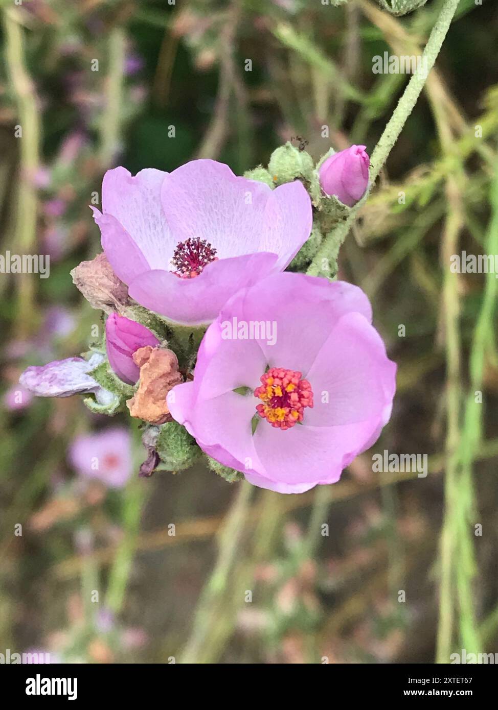 southern coastal bushmallow (Malacothamnus fasciculatus) Plantae Stock ...