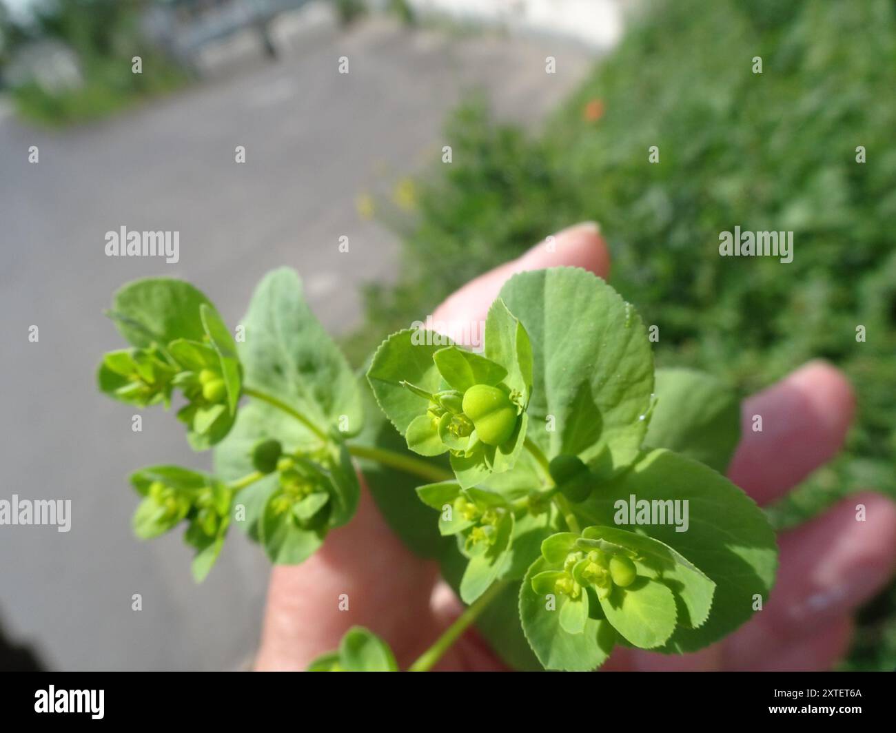 Sun spurge (Euphorbia helioscopia) Plantae Stock Photo - Alamy