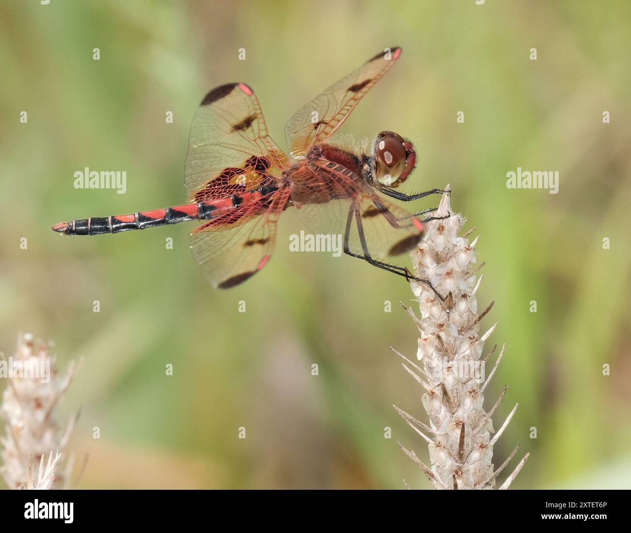 Calico Pennant (Celithemis elisa) Insecta Stock Photo - Alamy