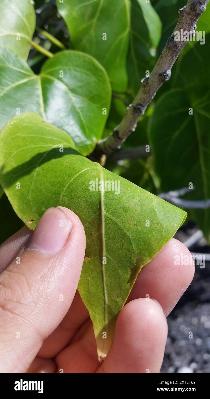 Portia tree (Thespesia populnea) Plantae Stock Photo - Alamy