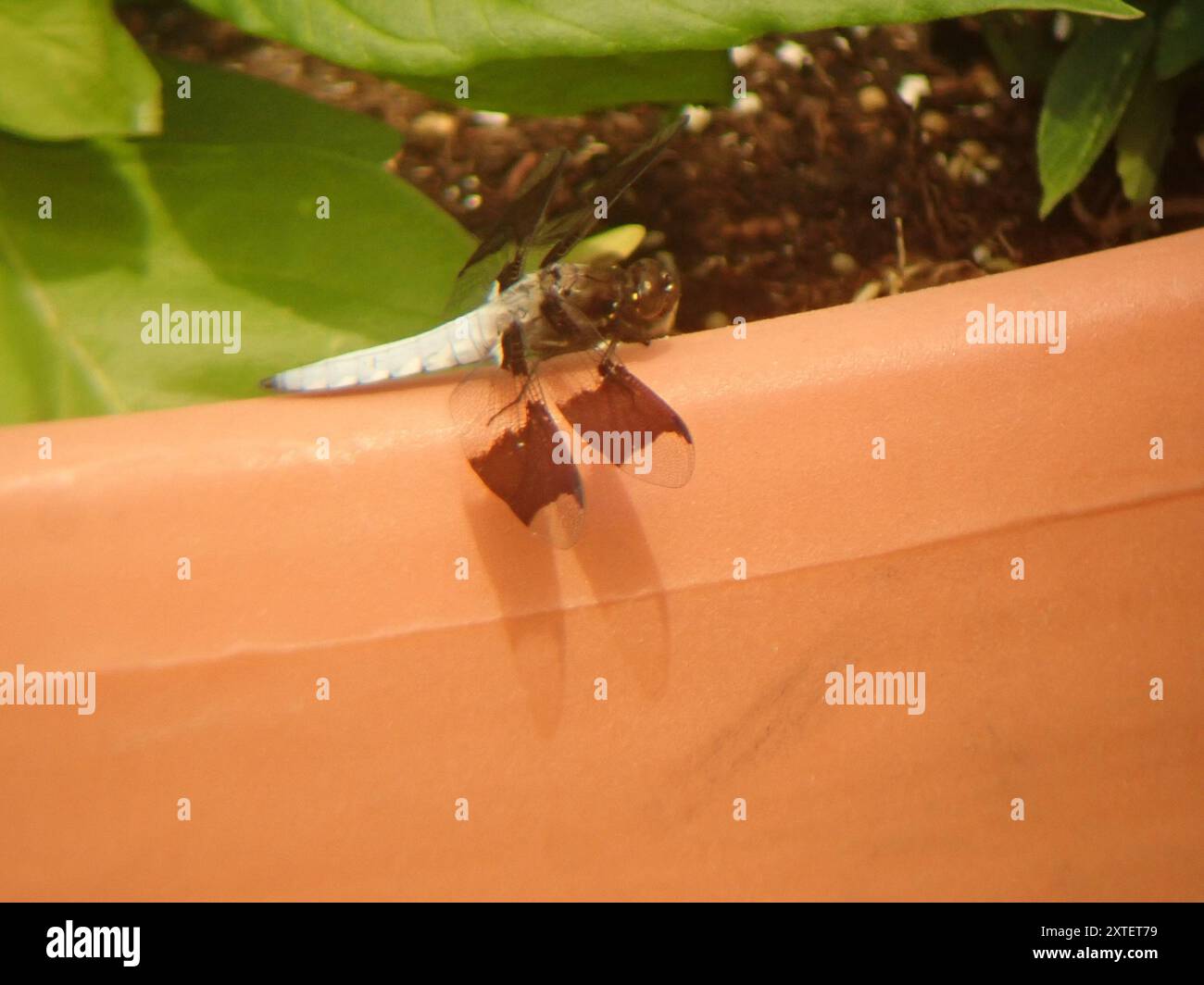 Common Whitetail (Plathemis lydia) Insecta Stock Photo - Alamy
