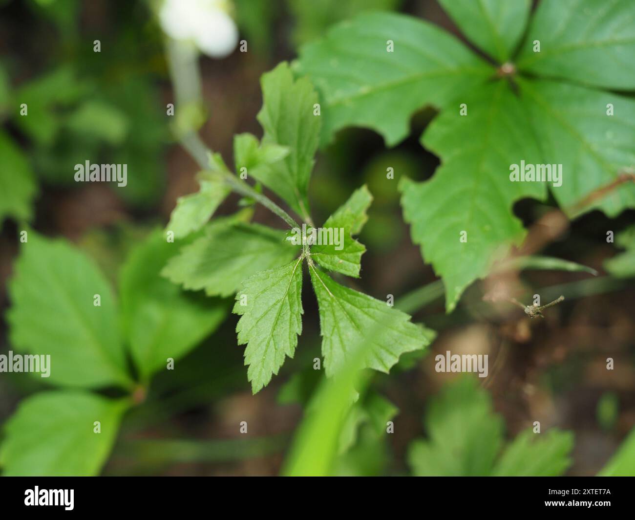white avens (Geum canadense) Plantae Stock Photo - Alamy