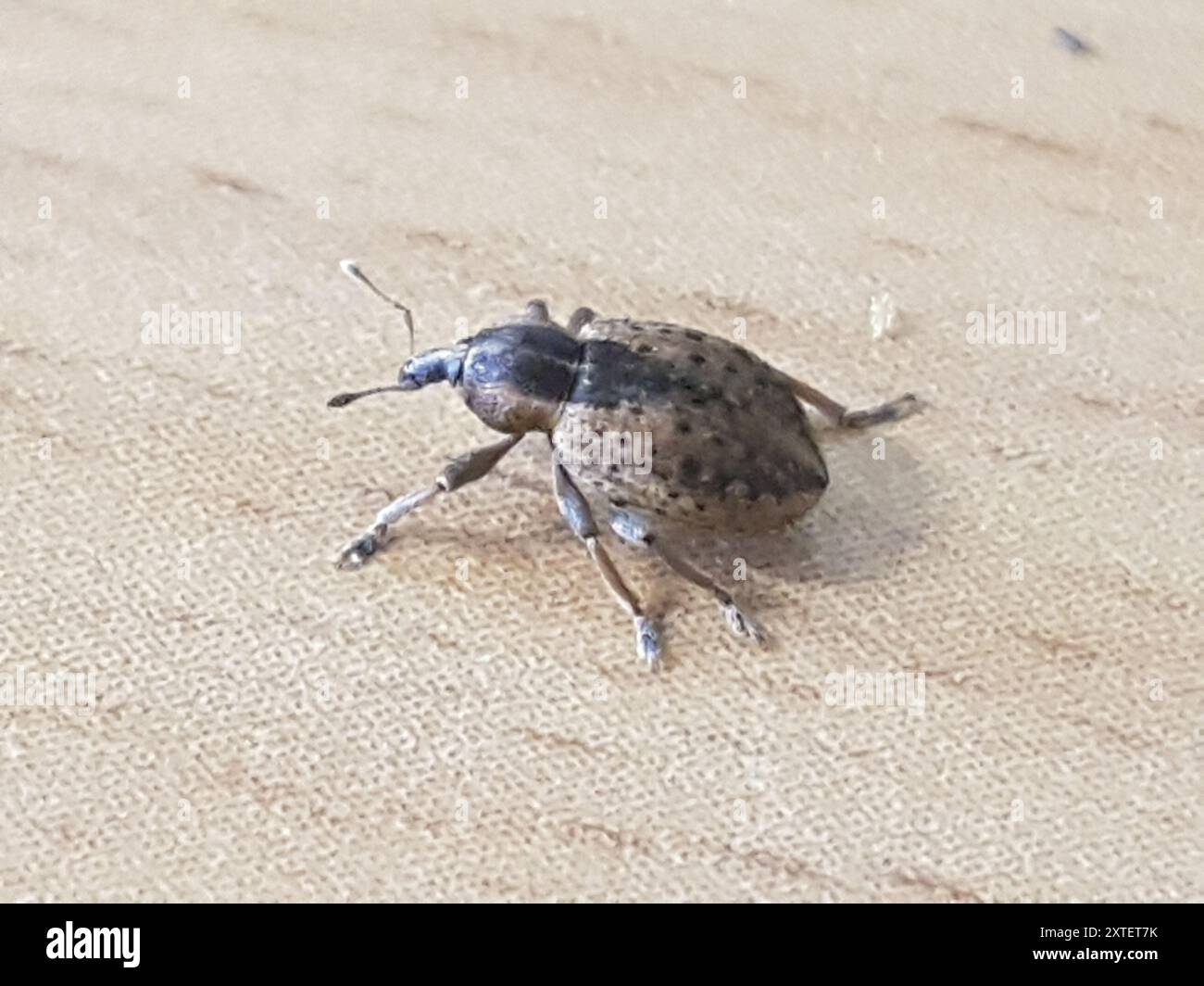 (Hypera miles) Insecta Stock Photo - Alamy