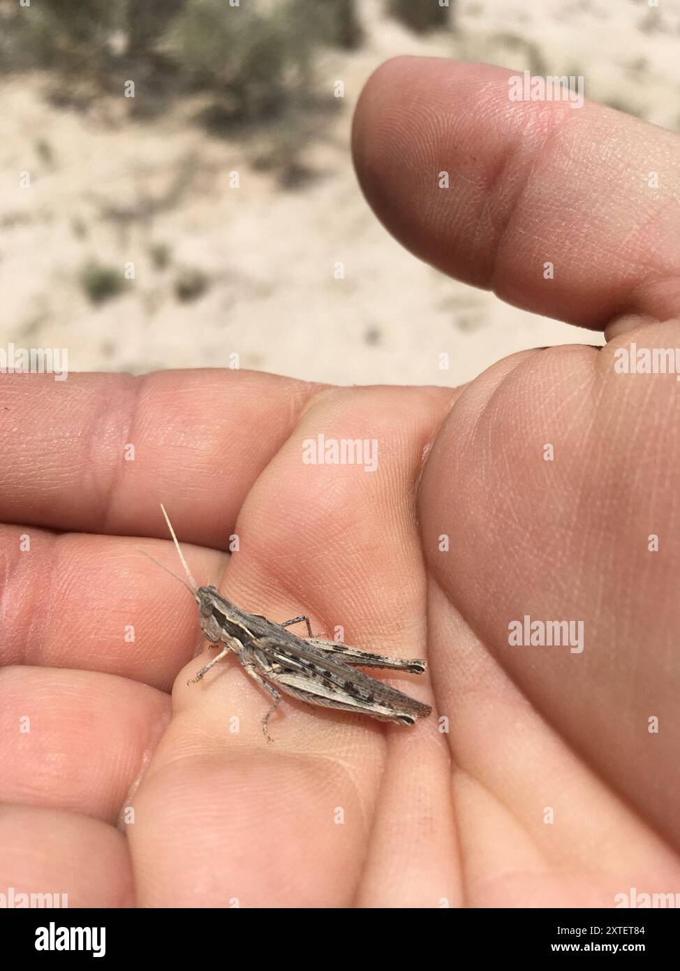 Spotted Wing Grasshopper (Cordillacris occipitalis) Insecta Stock Photo ...