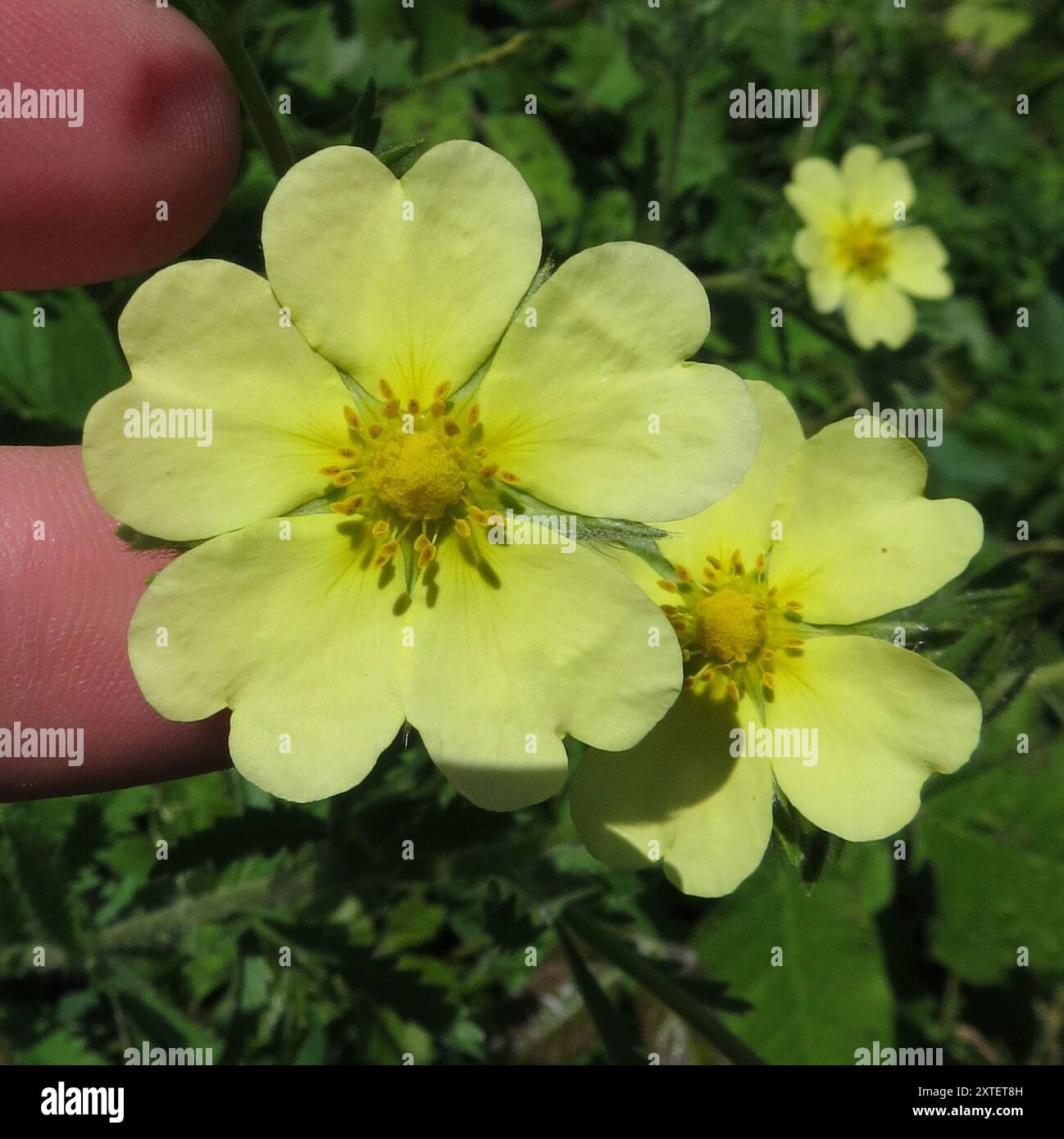 sulphur cinquefoil (Potentilla recta) Plantae Stock Photo - Alamy