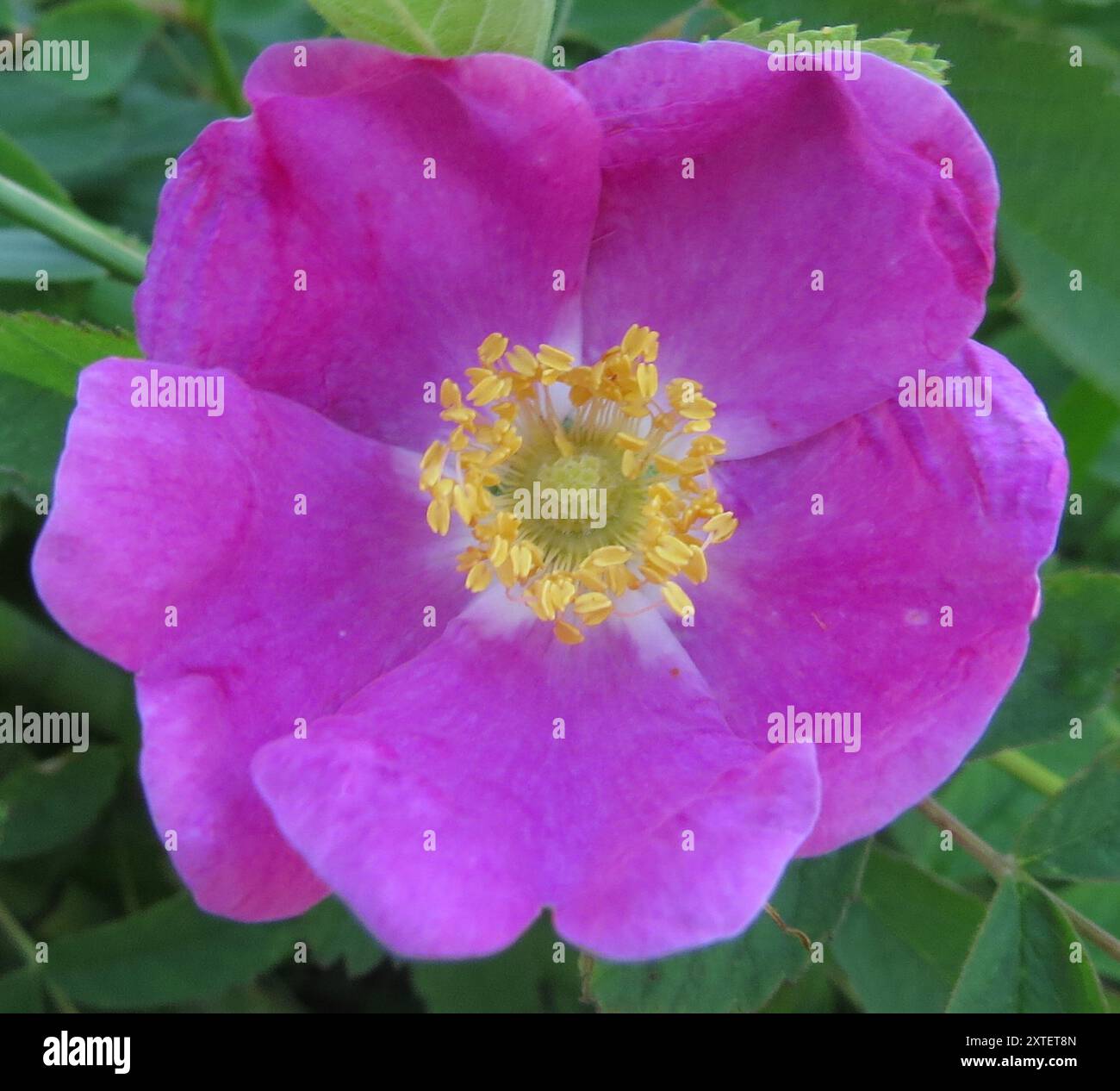 smooth rose (Rosa blanda) Plantae Stock Photo - Alamy