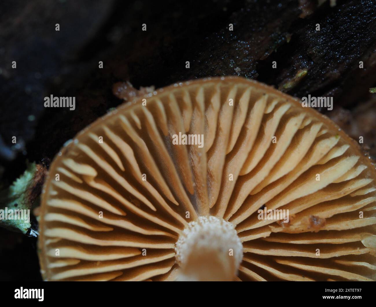 Moss Bells (Galerina) Fungi Stock Photo - Alamy