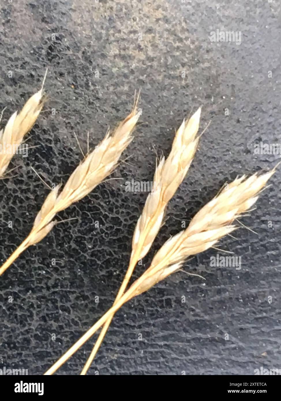 early hair grass (Aira praecox) Plantae Stock Photo - Alamy