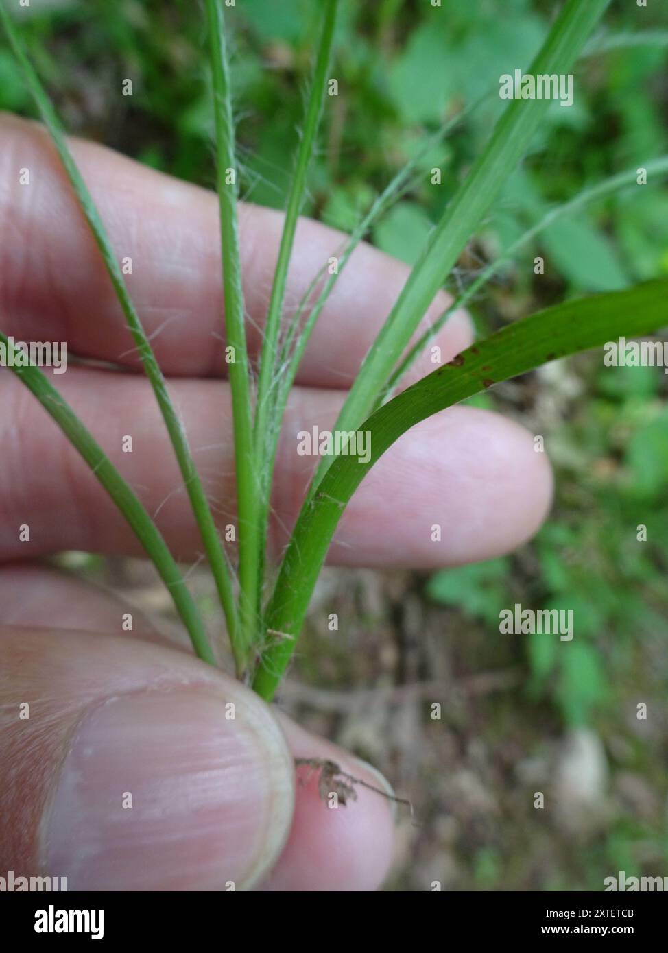 Hairy Woodrush (Luzula pilosa) Plantae Stock Photo - Alamy