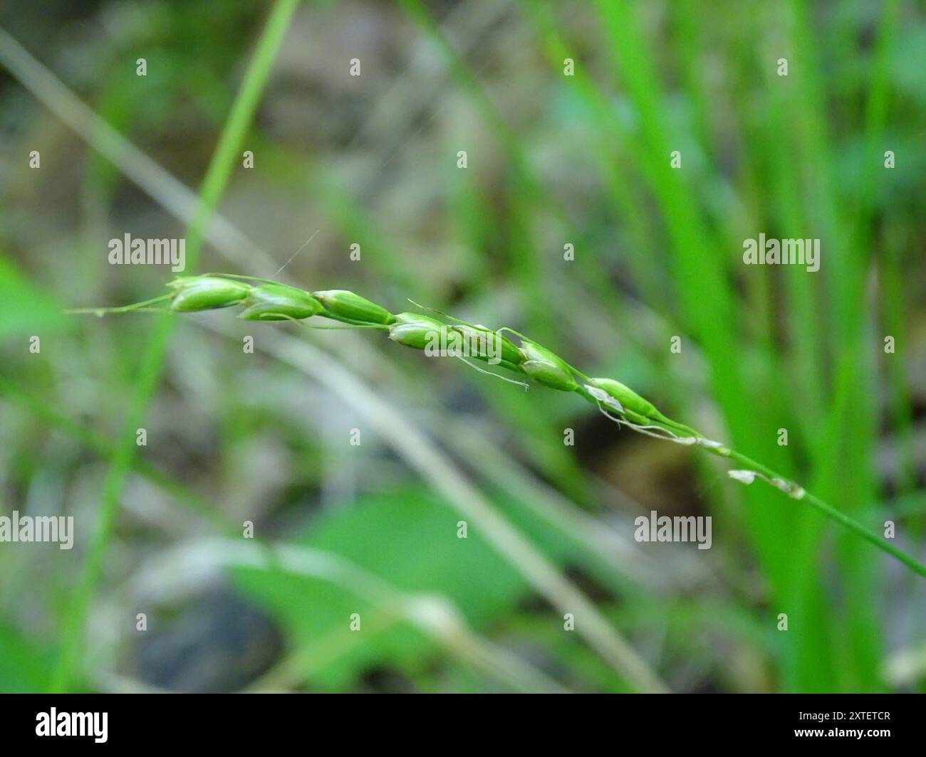 White-grained Mountain-ricegrass (Oryzopsis asperifolia) Plantae Stock ...