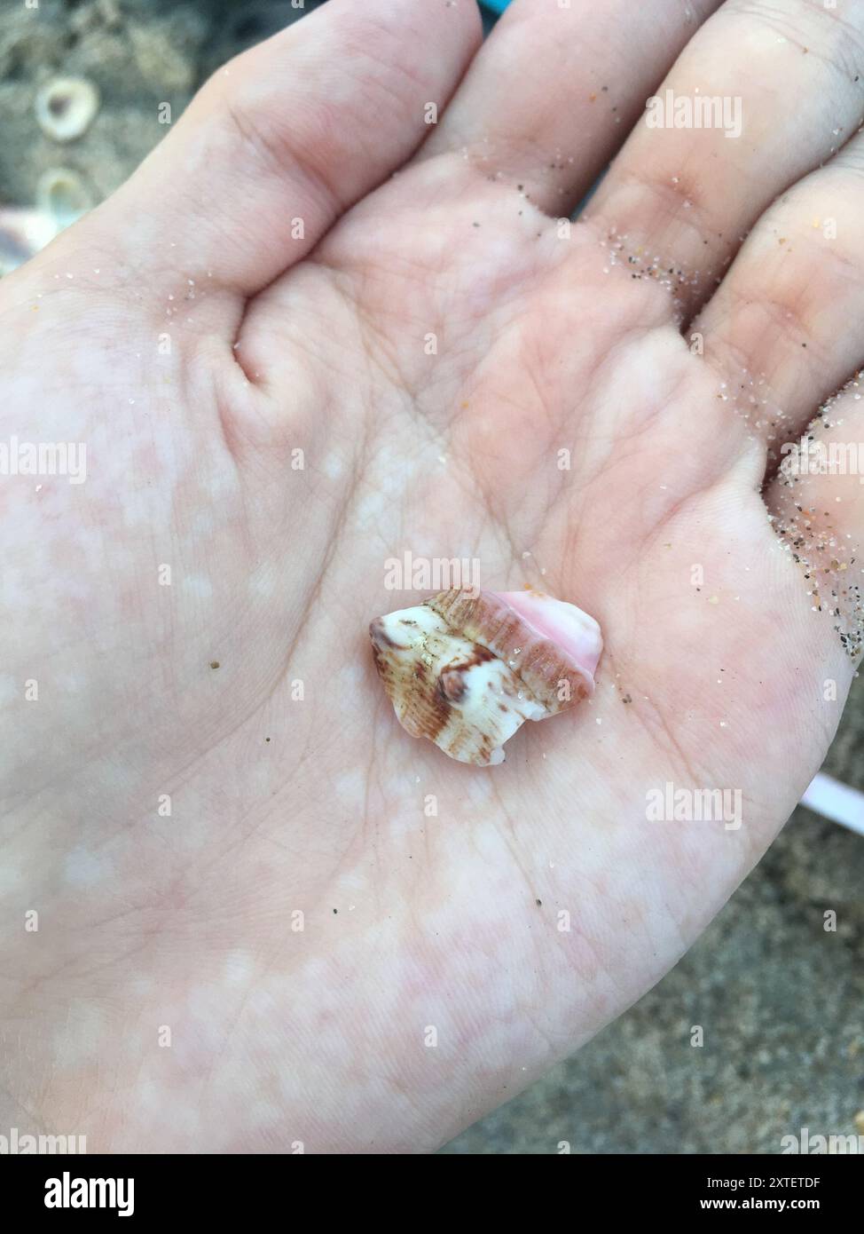 Queen Conch (Aliger gigas) Mollusca Stock Photo - Alamy