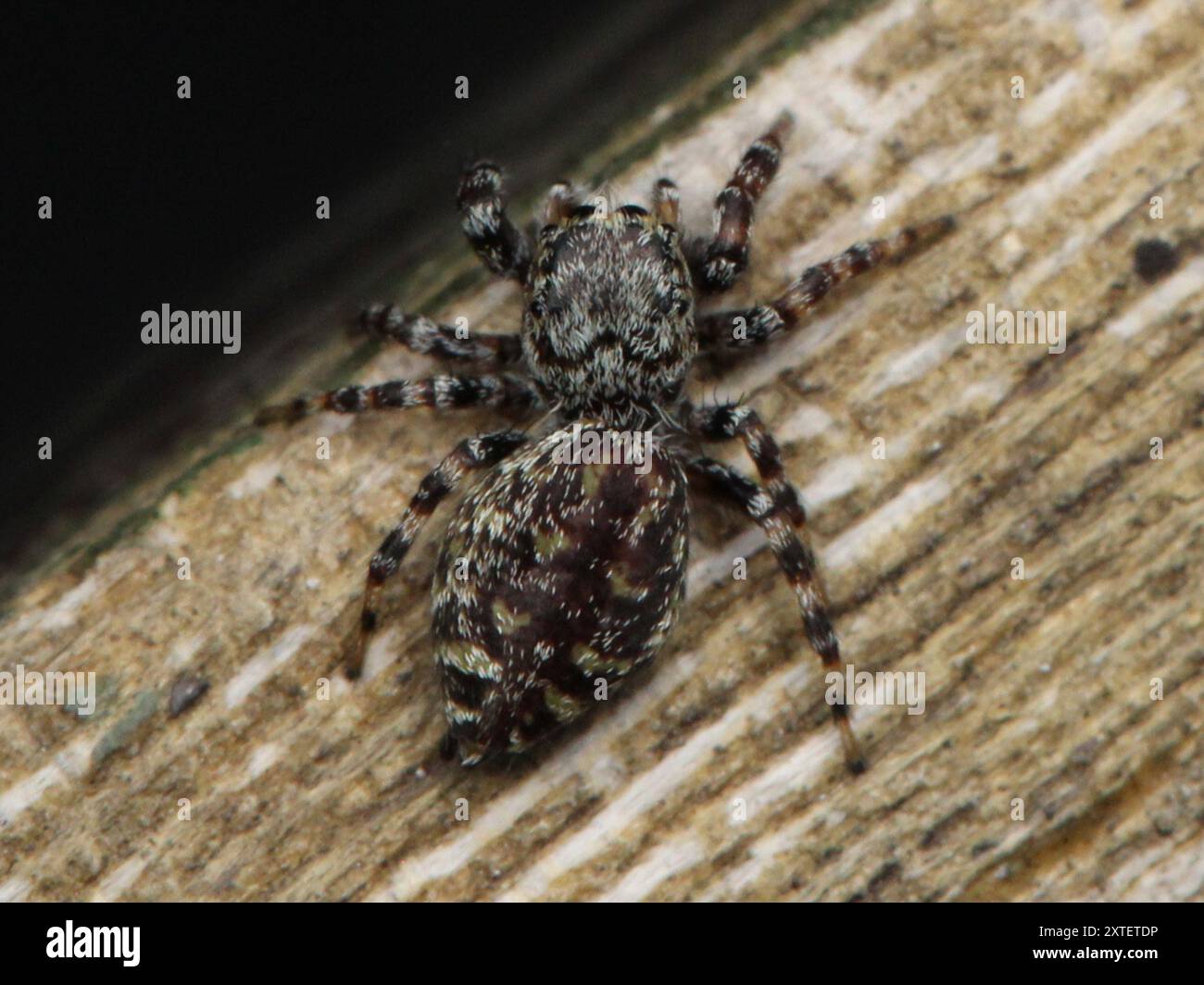 Peppered Jumping Spider (Pelegrina galathea) Arachnida Stock Photo - Alamy