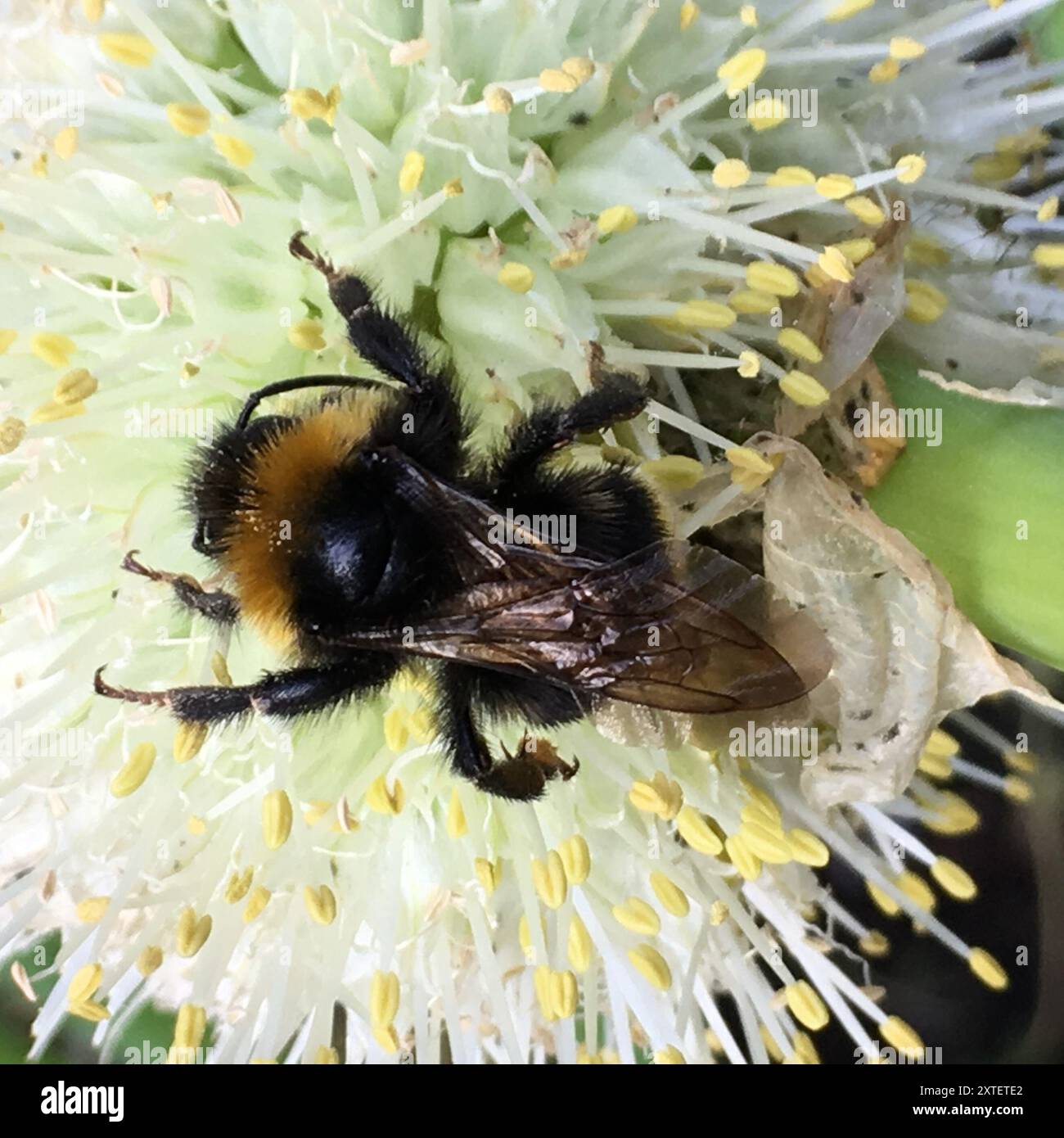 Vestal Cuckoo Bumble bee (Bombus vestalis) Insecta Stock Photo - Alamy