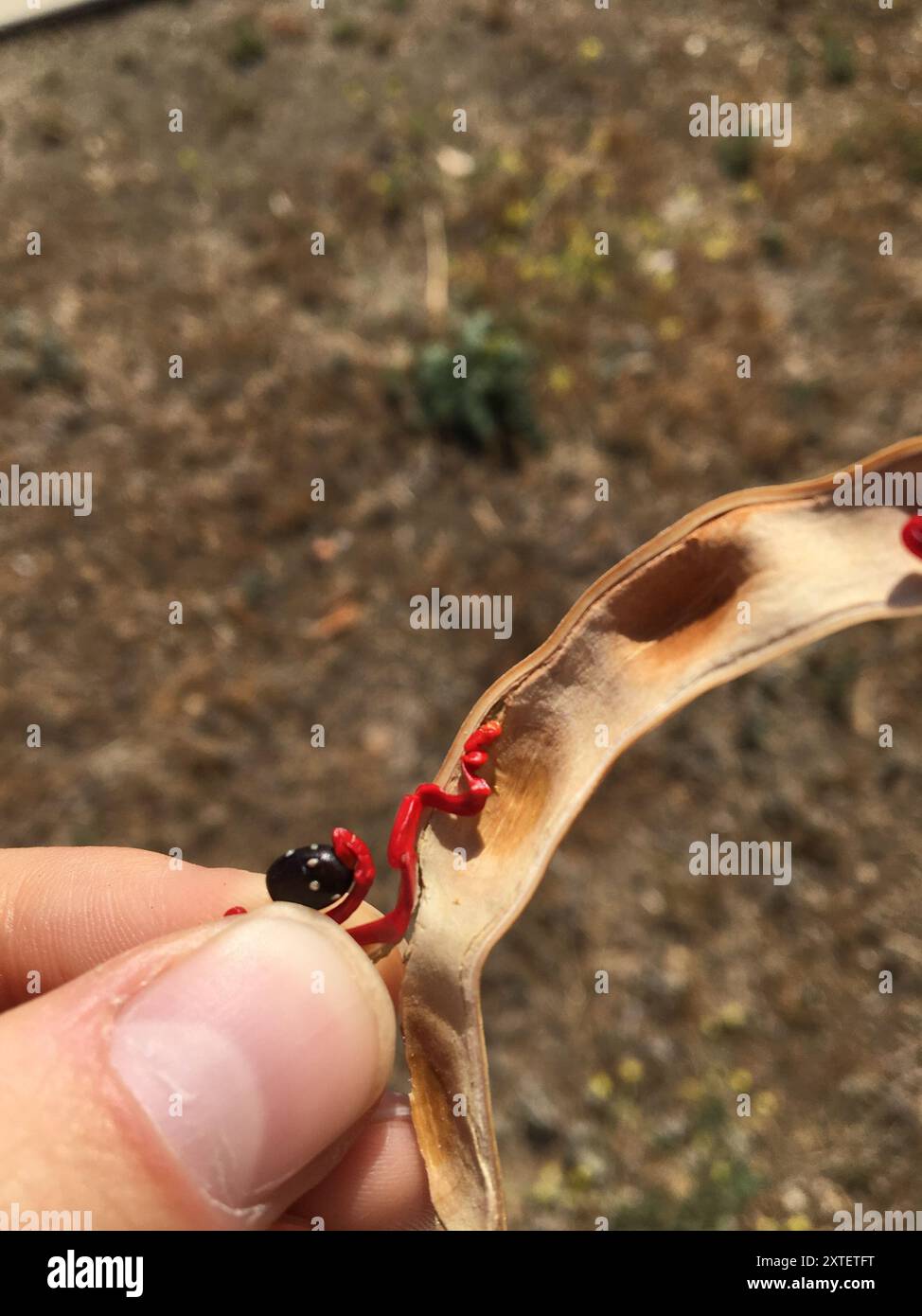 western coastal wattle (Acacia cyclops) Plantae Stock Photo - Alamy